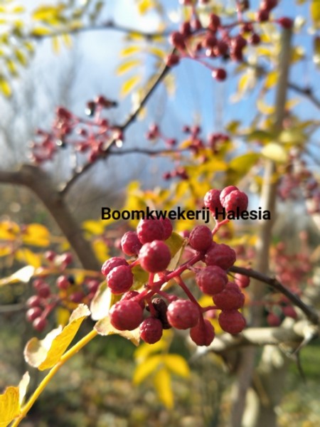 kiespijnboom of Sichuan peper