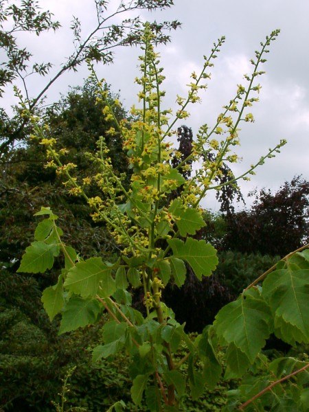 gele zeepboom als struik / meerstammige boom
