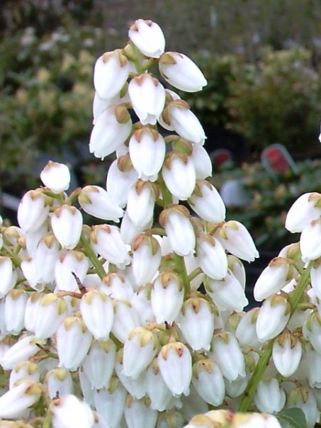 witte dwerg andromeda of -lavendelh