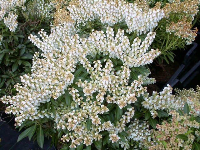 witte dwerg andromeda of -lavendelh