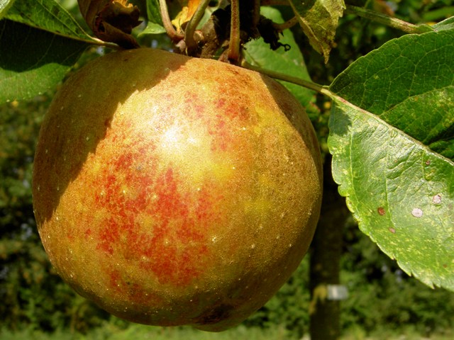 appelboom Schone van Boskoop