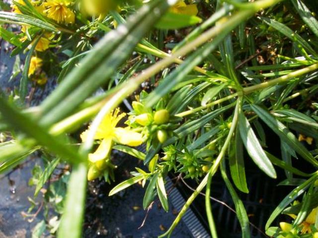 Hypericum uralum Buttercup