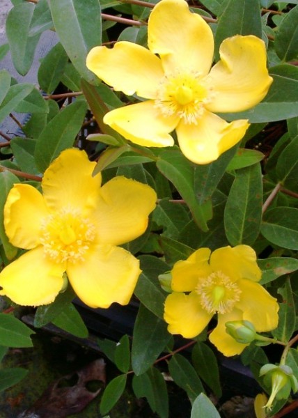 Hypericum dummeri Peter Dummer
