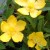 Hypericum dummeri Peter Dummer